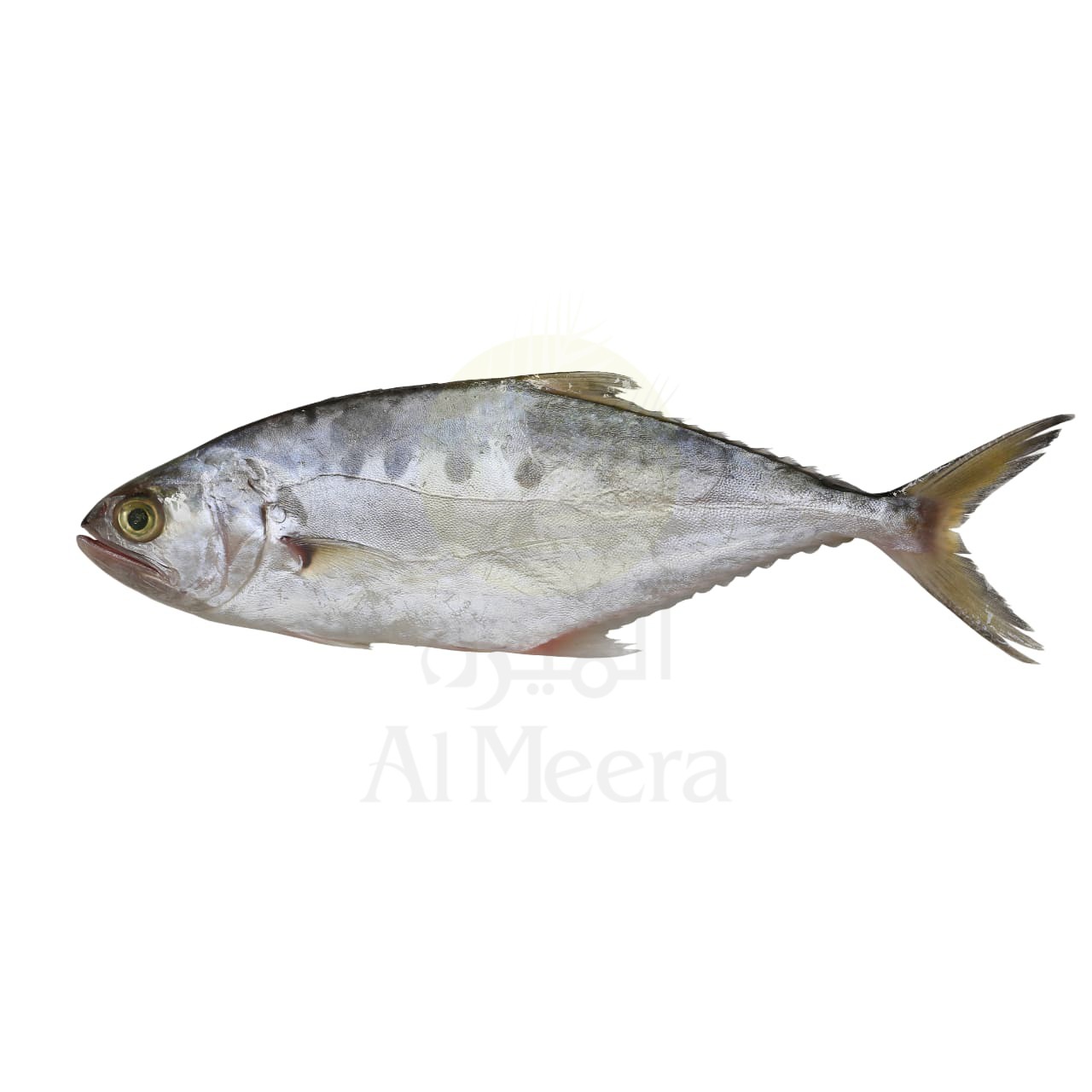 Bsar ( Queen Fish ) Medium (per kg)