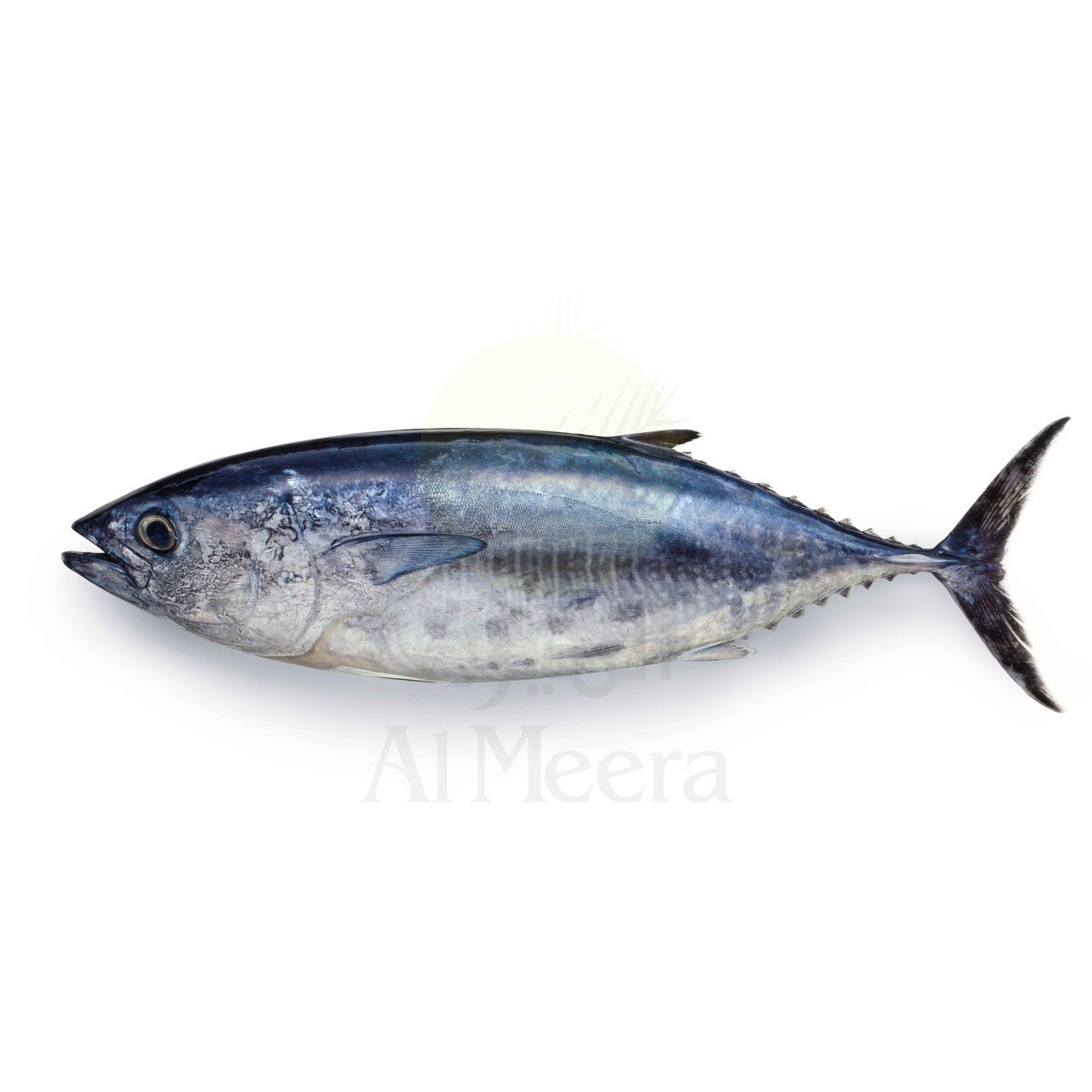 Tuna Medium (per kg)