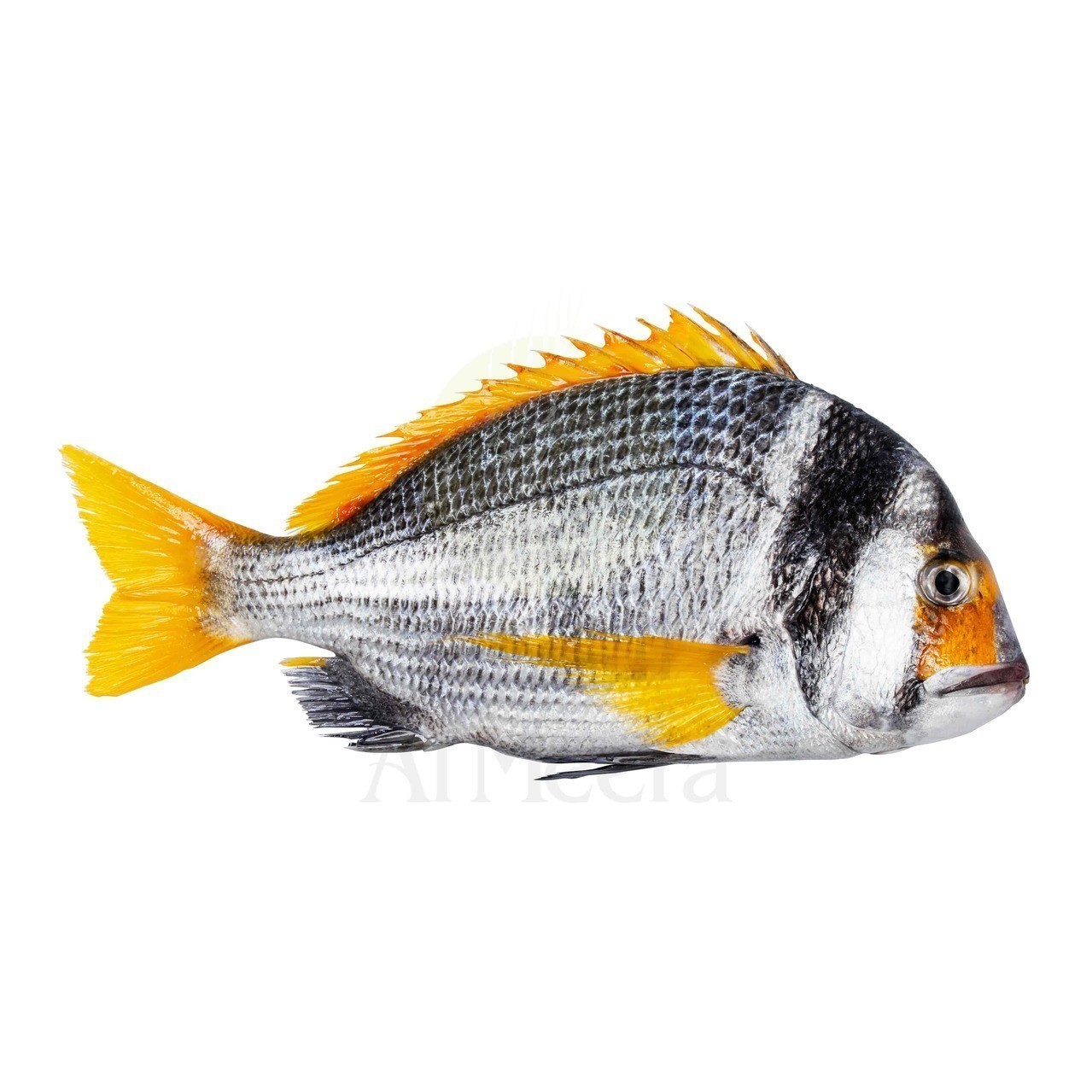 Al Meera Consumer Goods (Q.P.S.C) > Meat & Seafood > Faskar Medium (per kg)